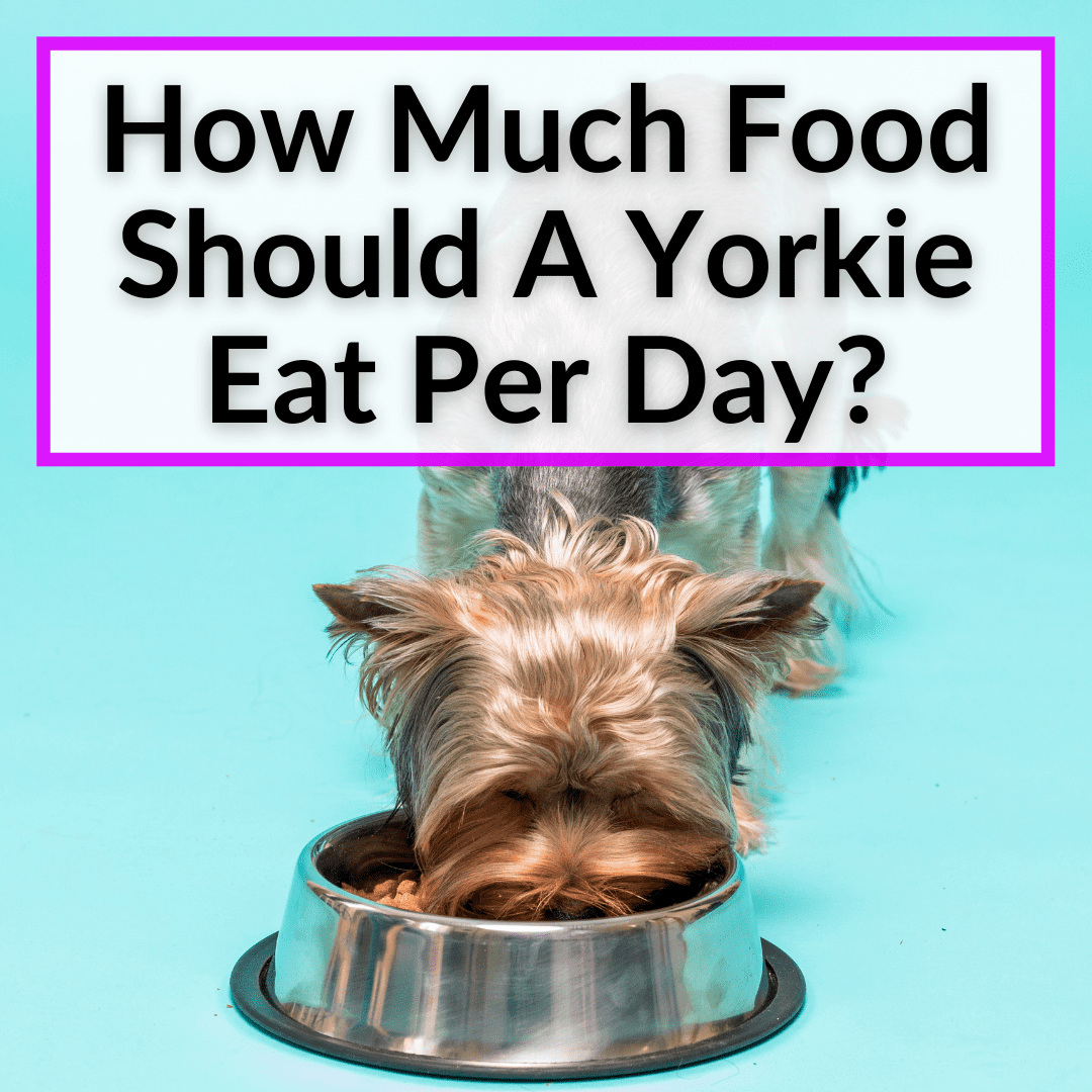 How Much Food Should A Yorkie Eat Per Day 