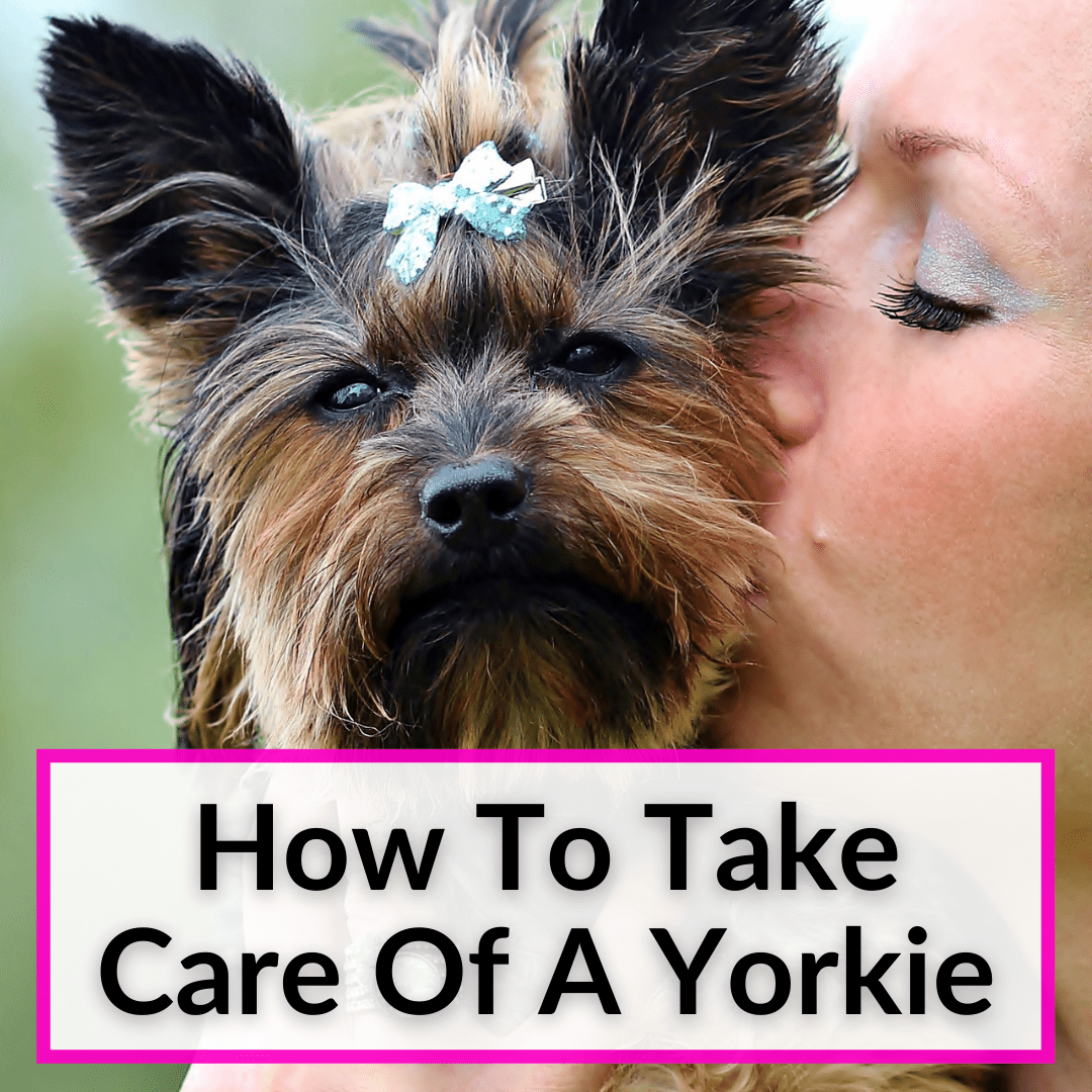 How To Take Care Of A Yorkie (Top 10 Requirements)