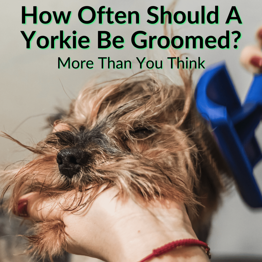 How Often Should A Yorkie Be Groomed More Than You Think 