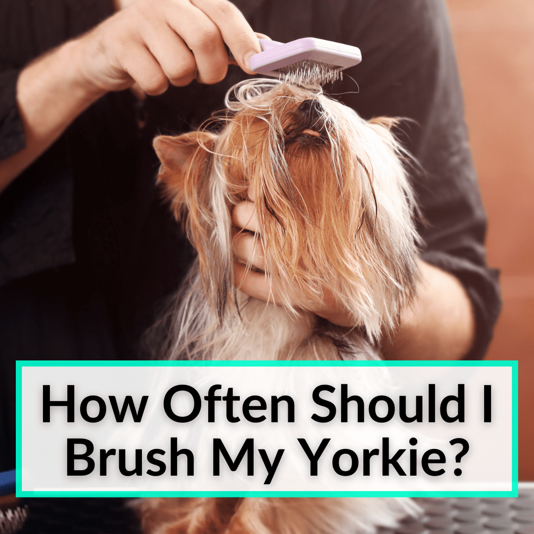 How Often Should I Brush My Yorkie How Often Should I Brush My Yorkie