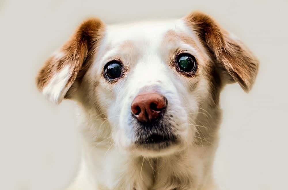 Why Do My Dog's Eyes Stink? (And What Can I Do?)