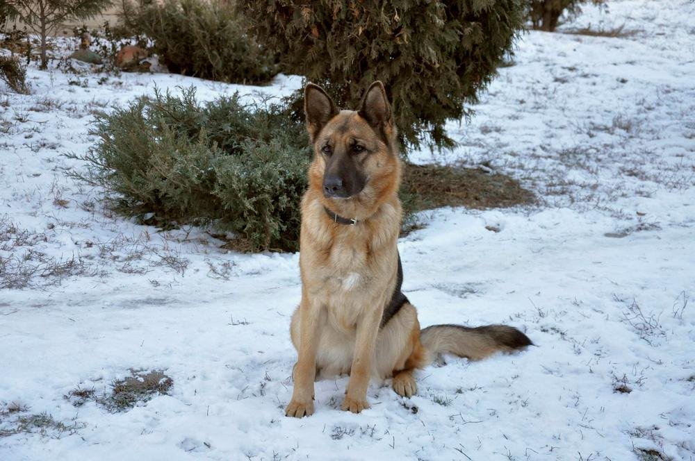 What Are The 7 Basic Dog Commands? (And How To Teach Them)