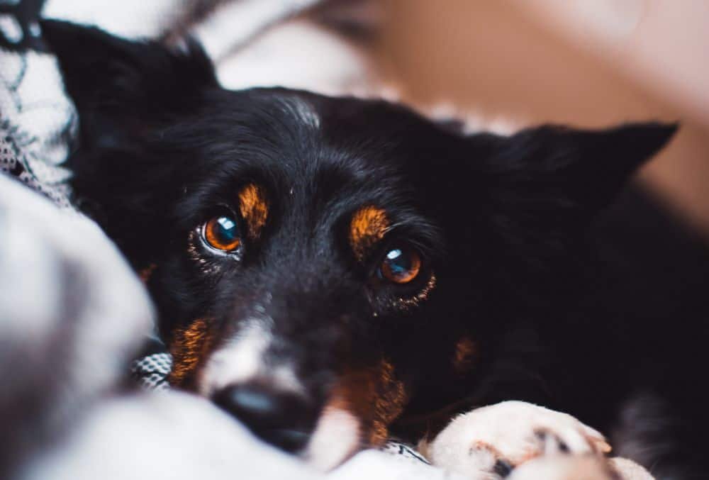 Why Do My Dog's Eyes Stink? (And What Can I Do?)