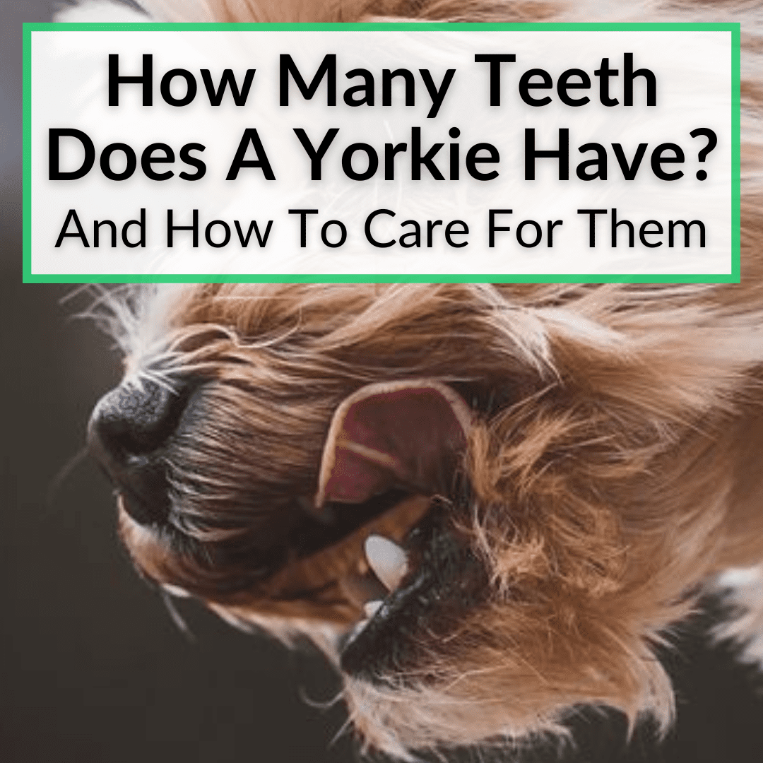 How Many Teeth Do A Yorkie Terrier Have